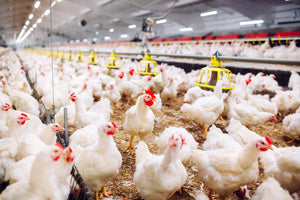 Environmental Sensors & Controls for Poultry Houses – Signal2U